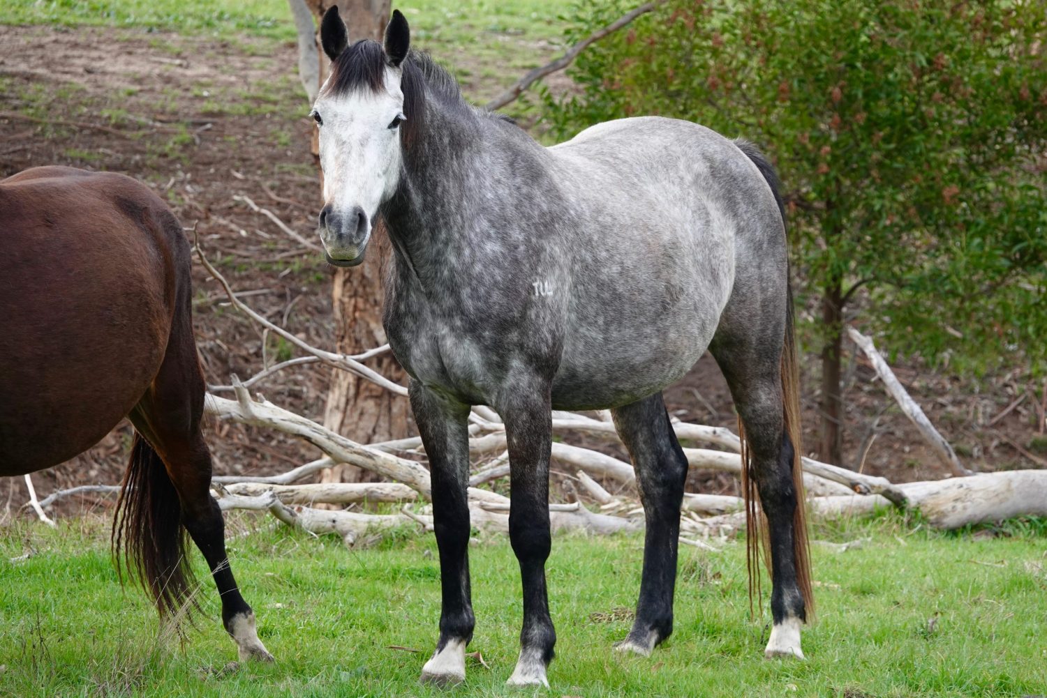 Tulara Casci - Tulara Warmbloods
