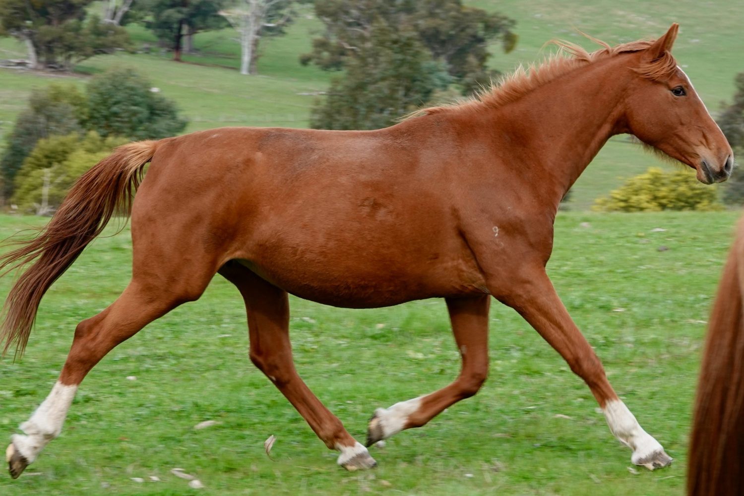 Tulara Zolly - Tulara Warmbloods